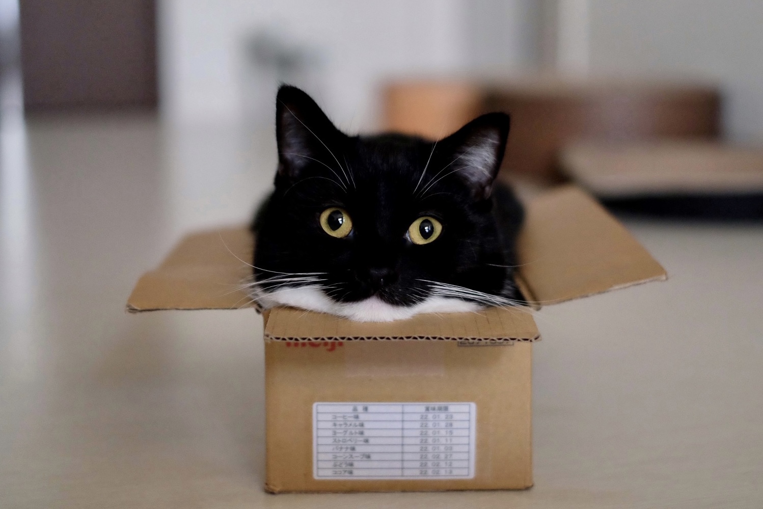 Assignment2 repo1 | [“RCOS-Fall25-Assignement2-repo1”]